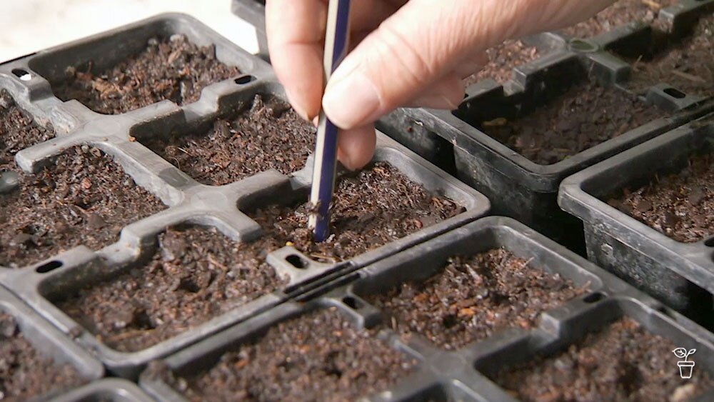 Starting from Seed - Gardening Australia