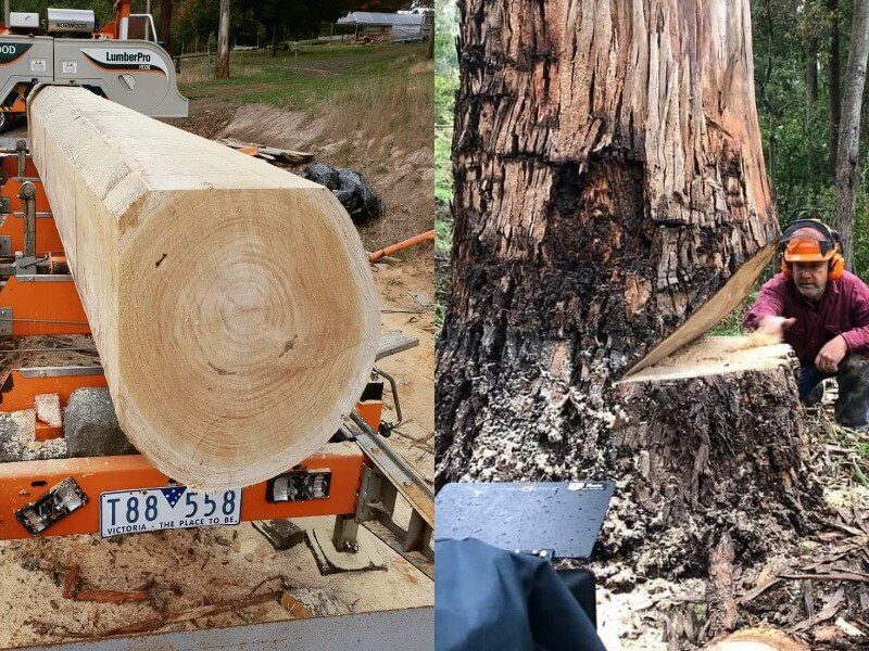 Houses are being bought on eBay and 'grown' in backyards as the green ...