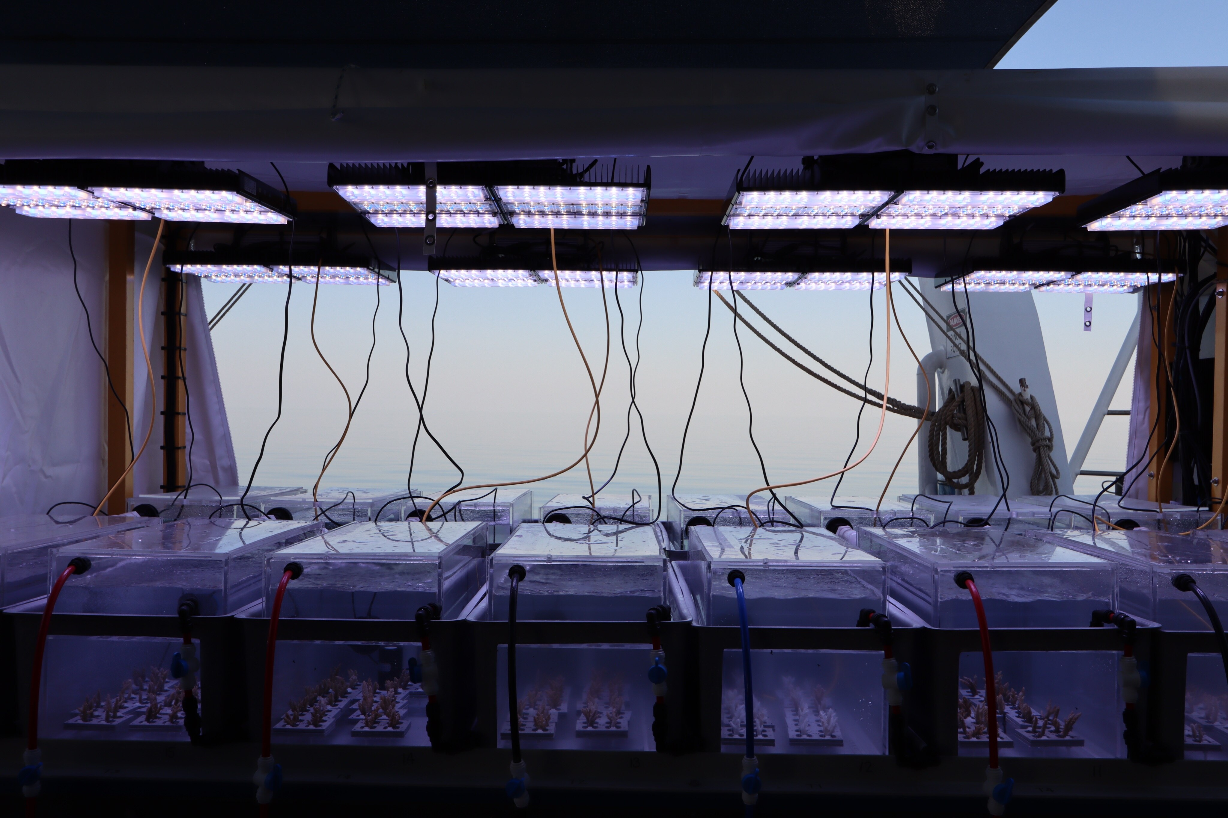 Promising signs of new life on Australia's largest oceanic reef ...