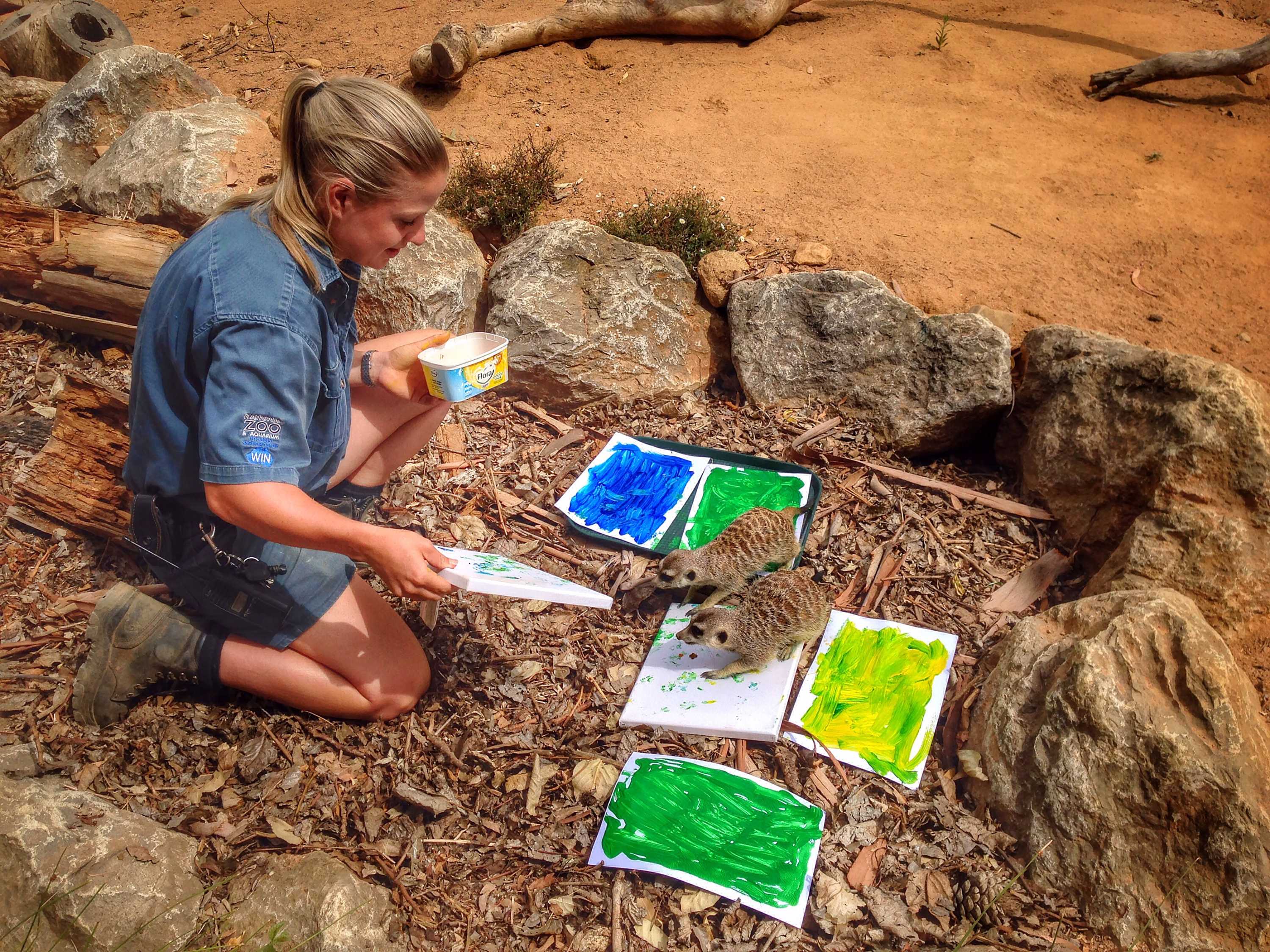 Canberra zoo to put meerkat paintings on sale for wildlife conservation ...