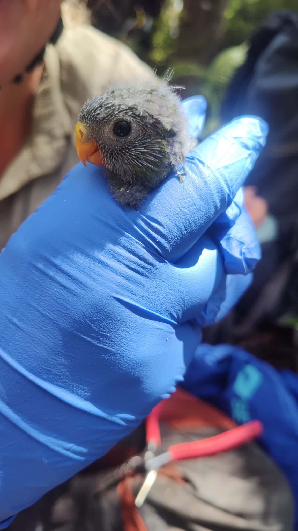 Expectations set for a record-breaking orange-bellied parrot migration ...