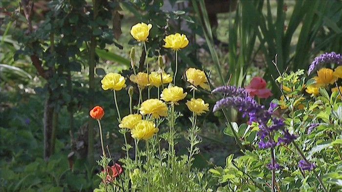 My Garden Path | Jane Edmanson - Gardening Australia