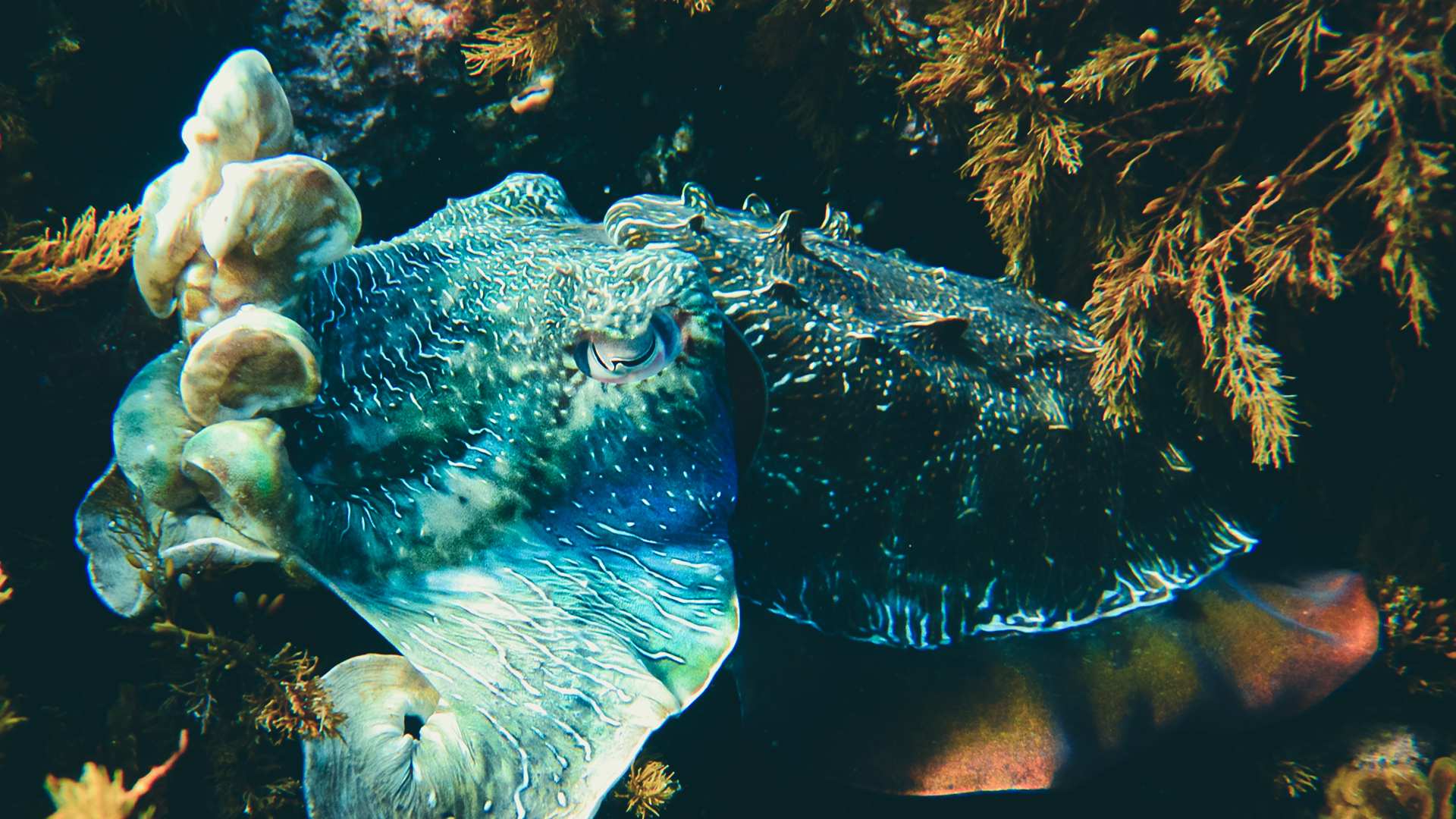 Giant Cuttlefish Migration - Behind The News