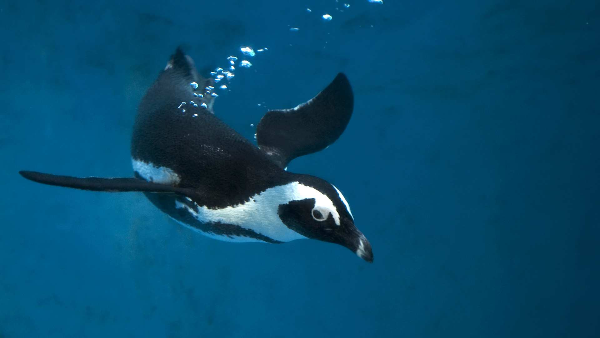 Curious Kids: Do penguins fly underwater? - ABC Education