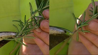 Semi-ripe Cuttings - Gardening Australia