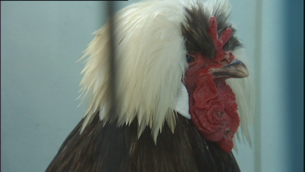Fine feathers on display at chook show - ABC News