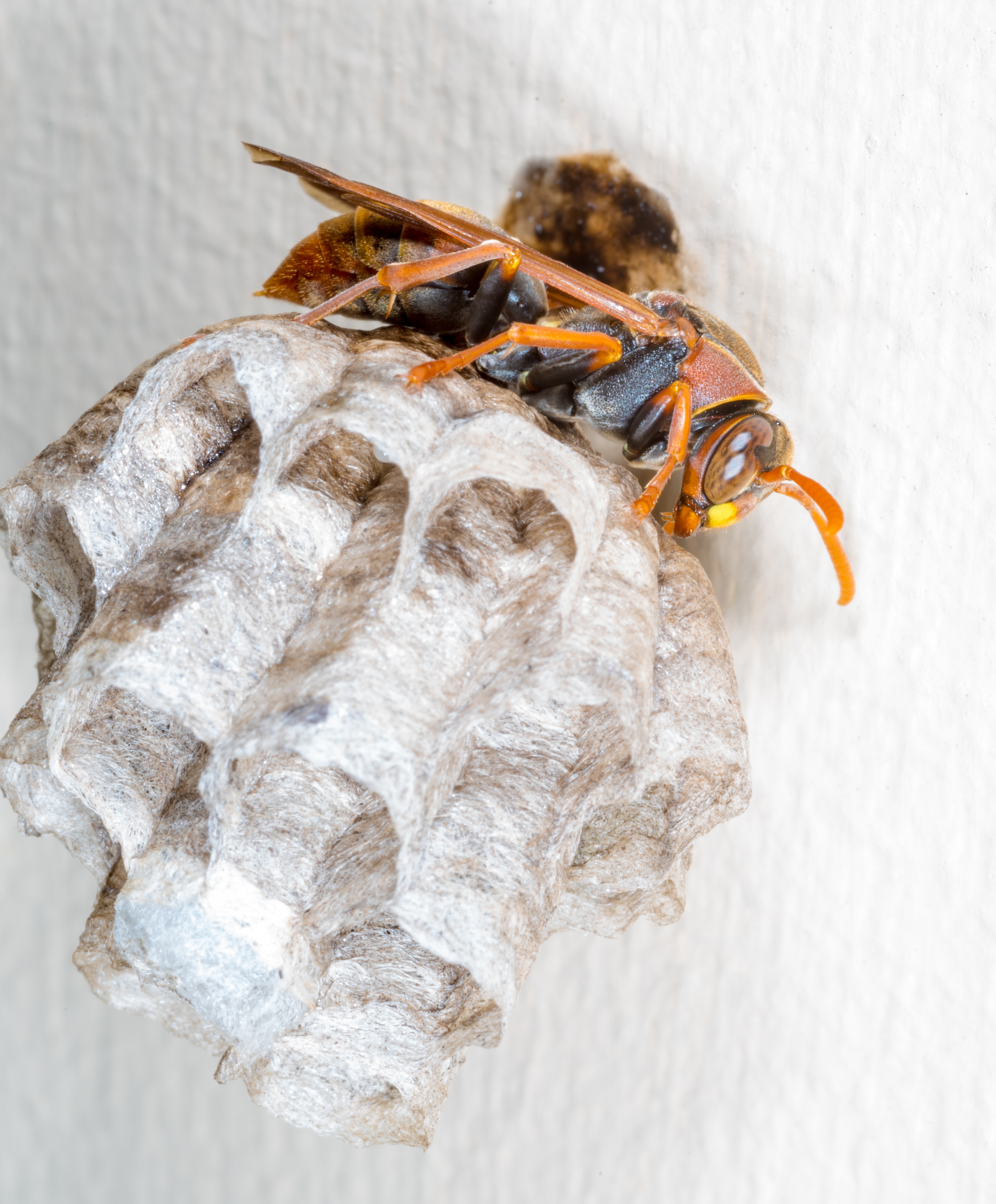 Dreaded fire ant's sting burns, but wasps, hornets and bull ants top ...