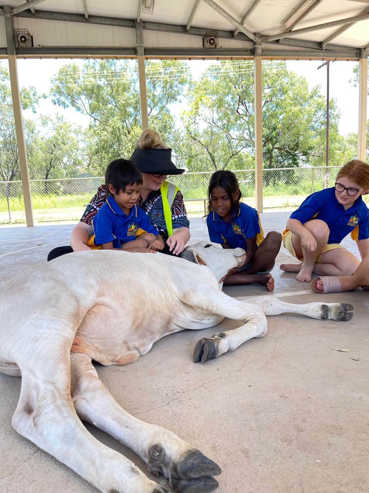 Ghost the calf 'looks for cuddles', wins hearts at remote Kimberley ...