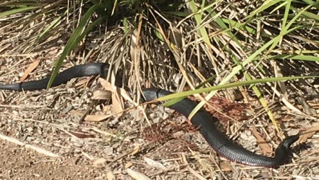 Sydney northern beaches park becomes snake haven, parents warn - ABC News