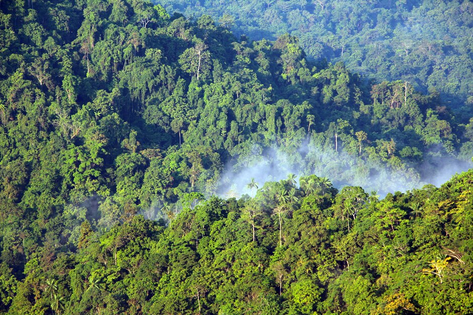 In pictures: Listening in on Papua New Guinea's forests - ABC News