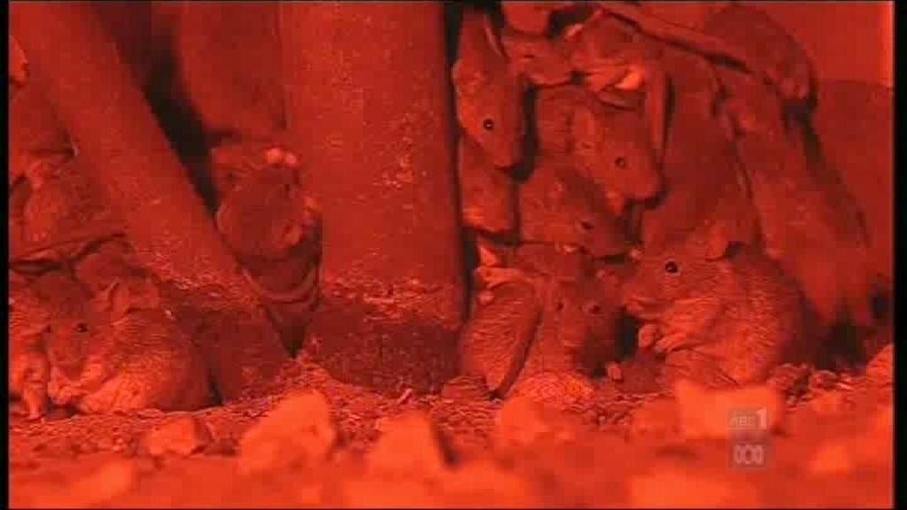 Conditions ripe for return of mice - ABC News