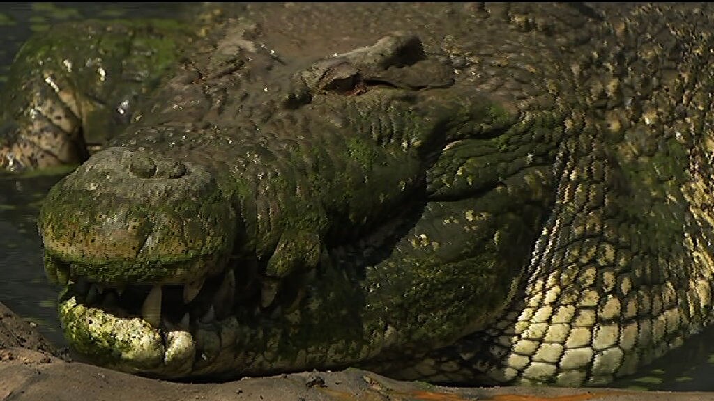 Croc Farms - ABC News