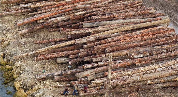 ACT NOW PNG: Gavman imas stopim forenas long katim bik bus - ABC Pacific