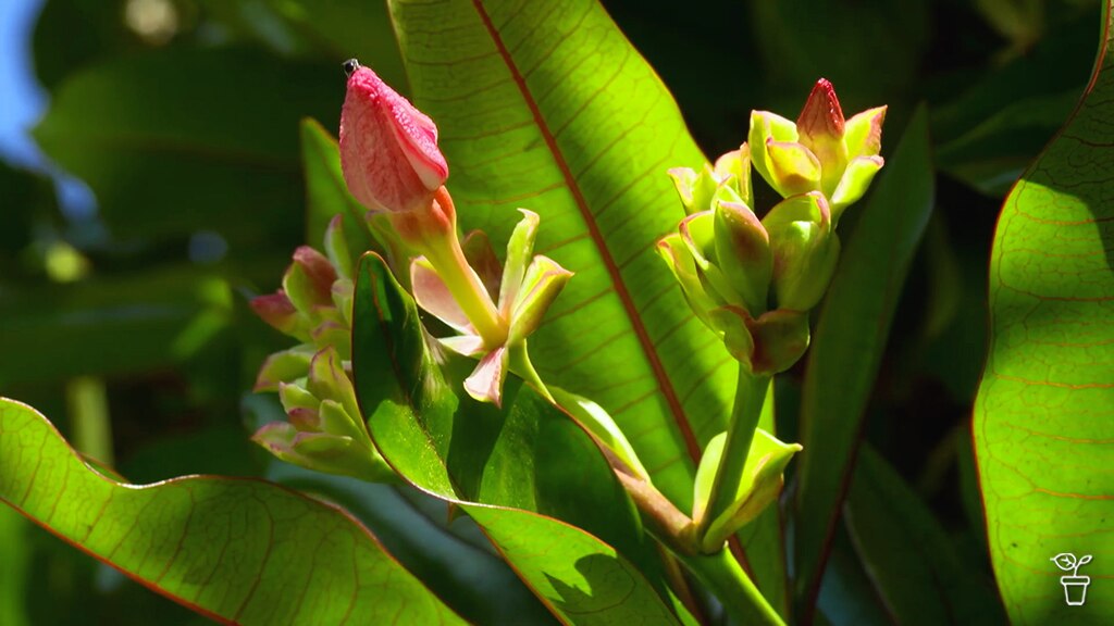 Plant Profile | Red Pong Pong Tree - Gardening Australia