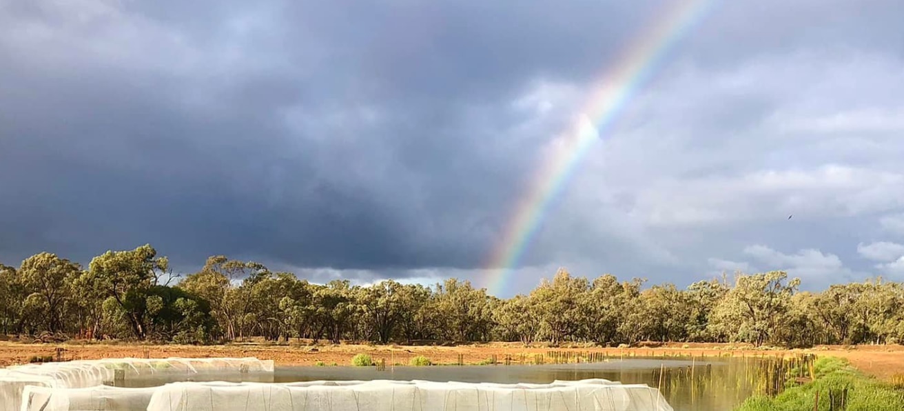 Return of tiny olive perchlet to the wild in Victoria offers hope for ...
