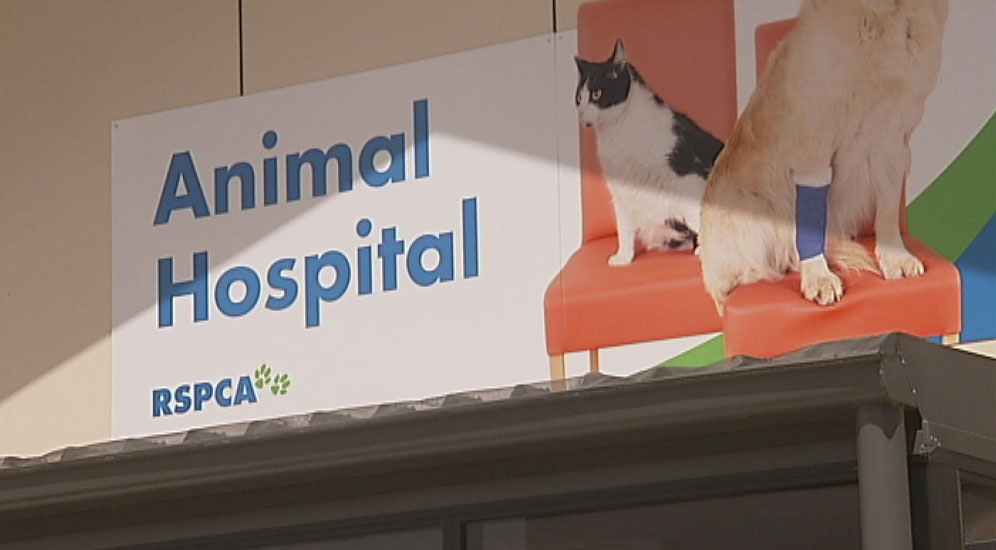 RSPCA Queensland apologises after euthanasing 11-week-old kitten ...