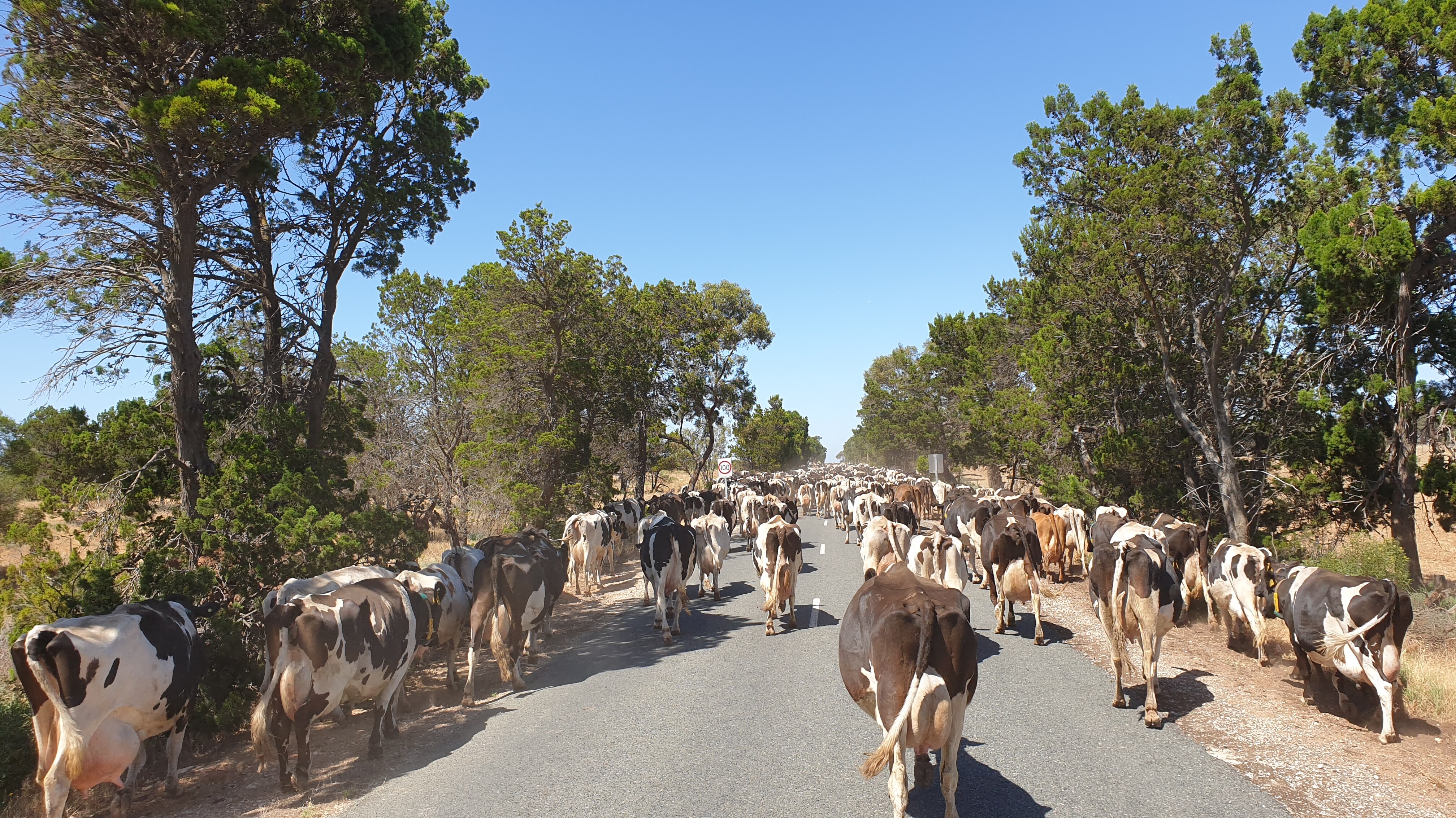 Flooding forces Mypolonga family to sell dairy farm after property ...