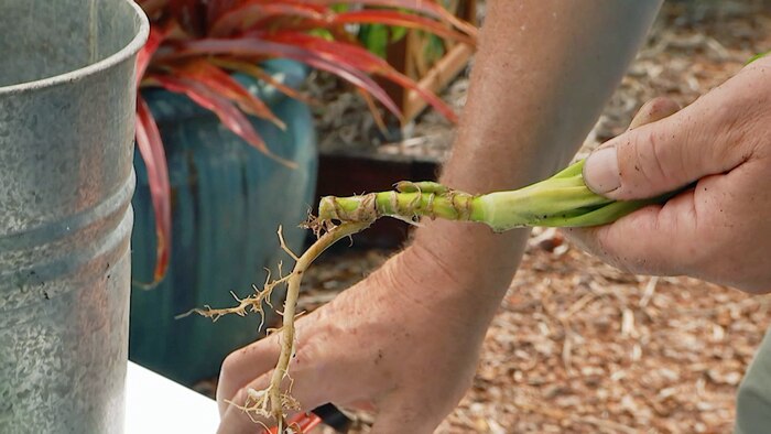 Warm-Season Herbs - Gardening Australia
