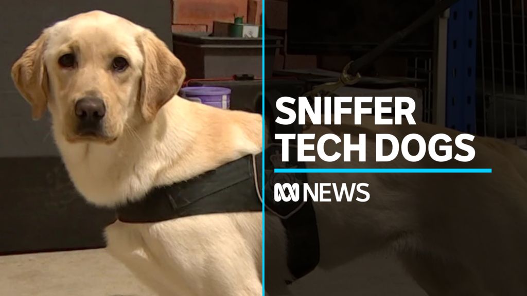 Most sniffer dogs are checking for drugs and explosives, but these ones ...