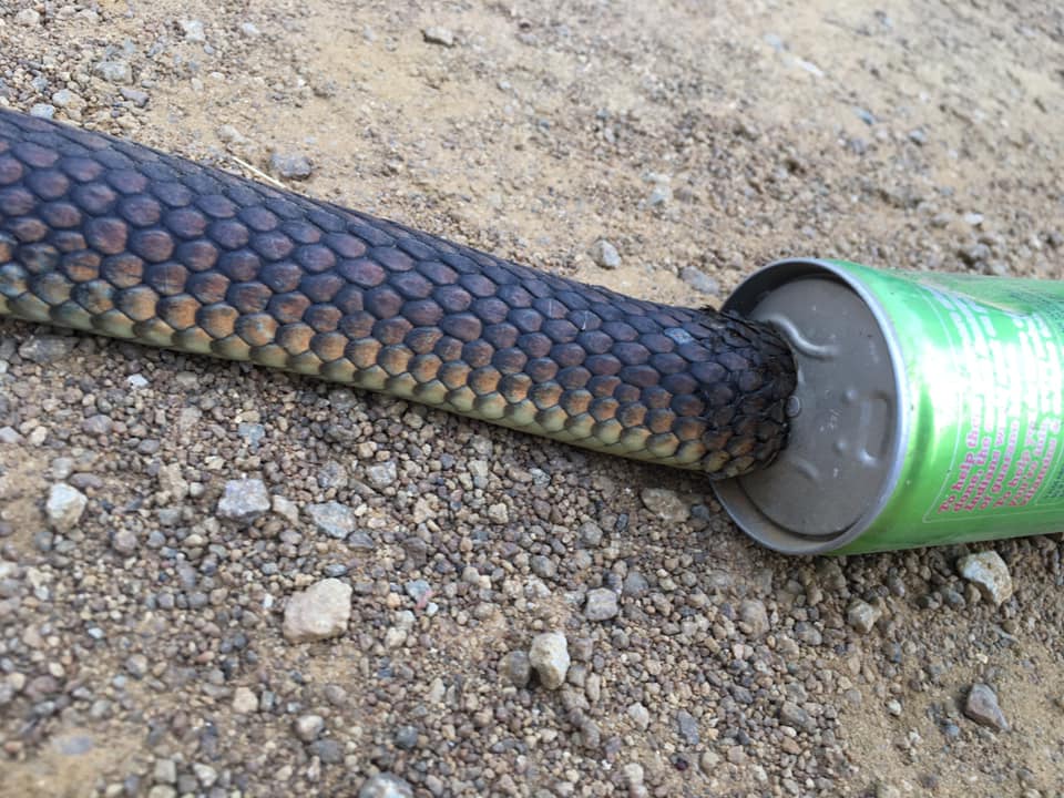 Rattled snake rescued after getting its head caught in a can near ...