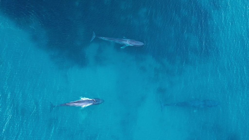 Listen to the three-part song of a pygmy whale in the eastern Indian ...