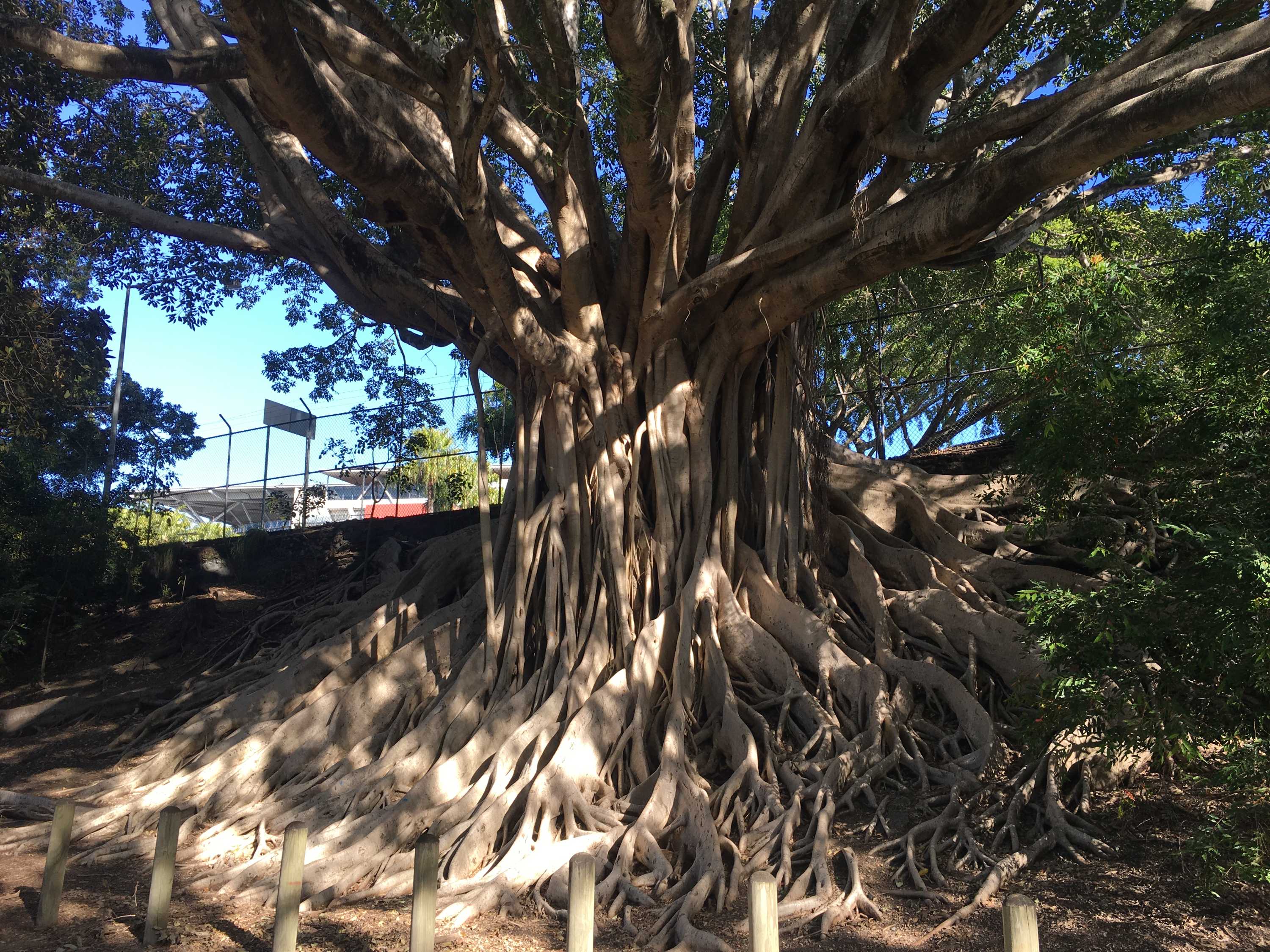 Brisbane's Favourite Trees - ABC Brisbane