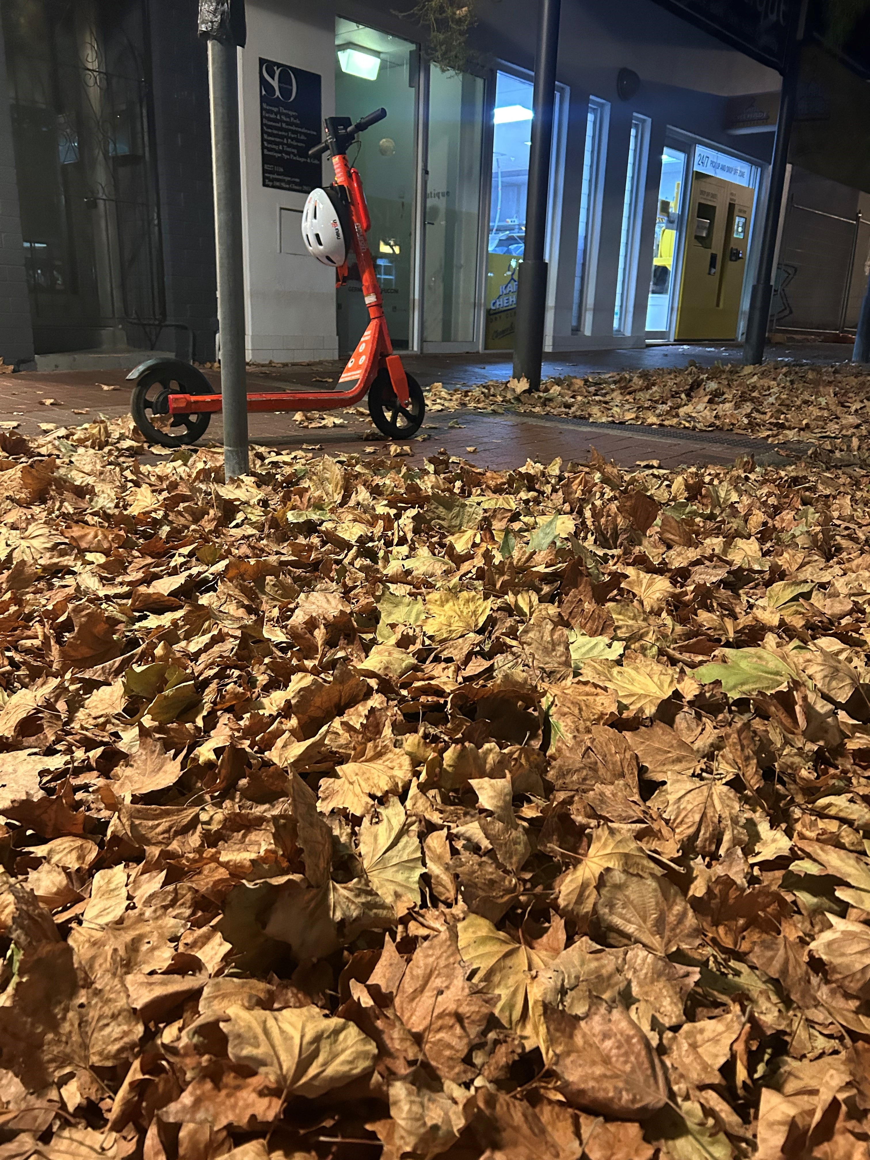 Adelaide feels like summer but looks like autumn as plane tree leaves ...