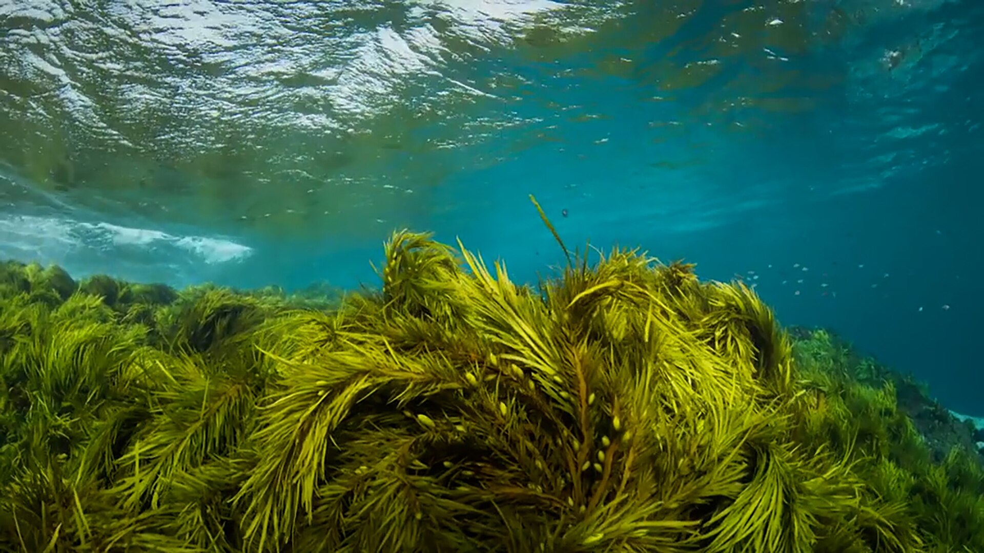 Deep Dive Into Australia's Ocean Odyssey: Importance of preserving and ...