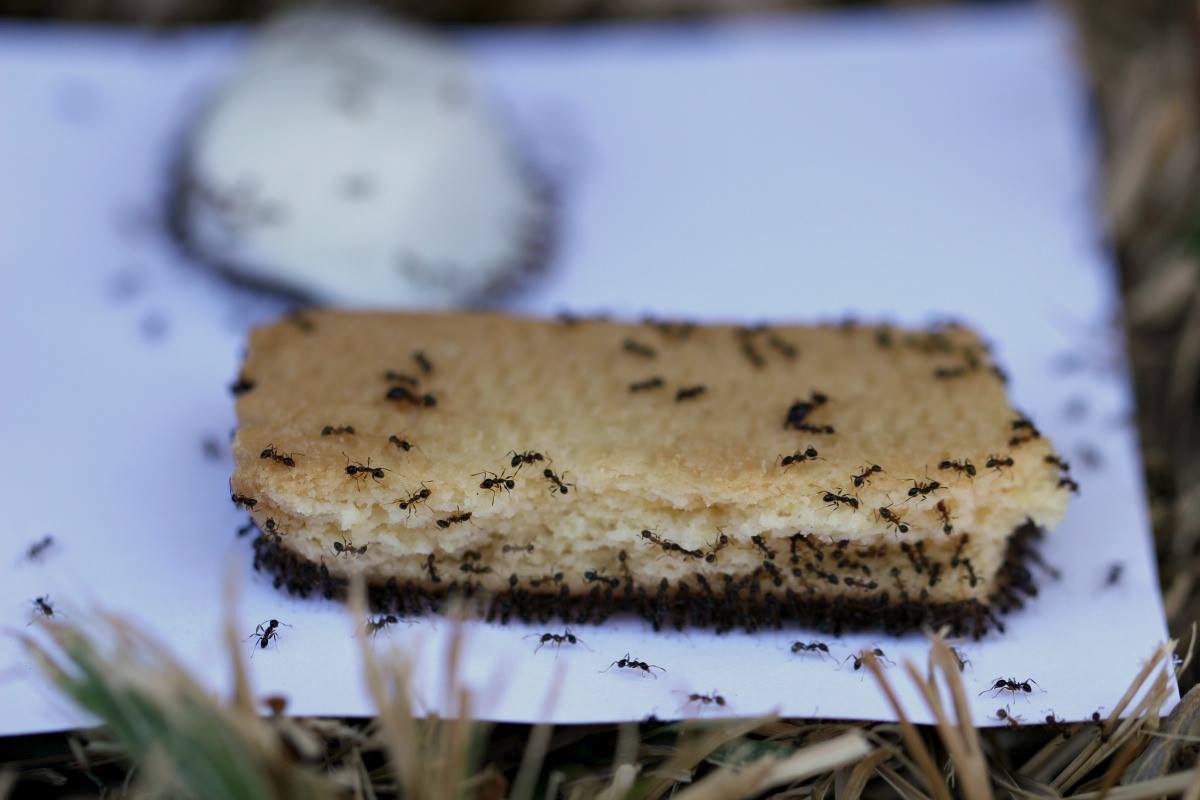 Ants opt for protein snacks over sweeter treats - ABC News