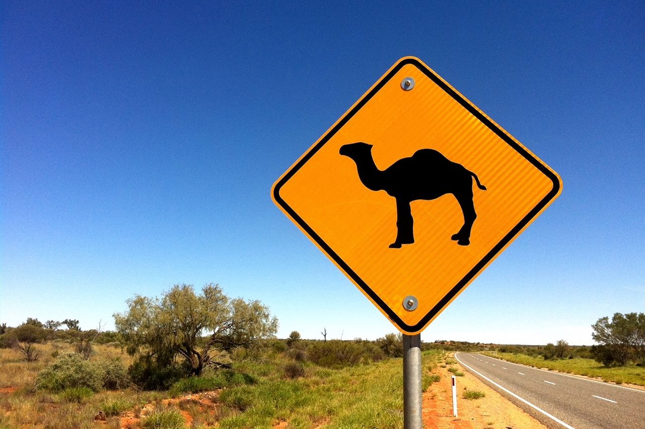 NT hopeful of big camel cull - ABC News