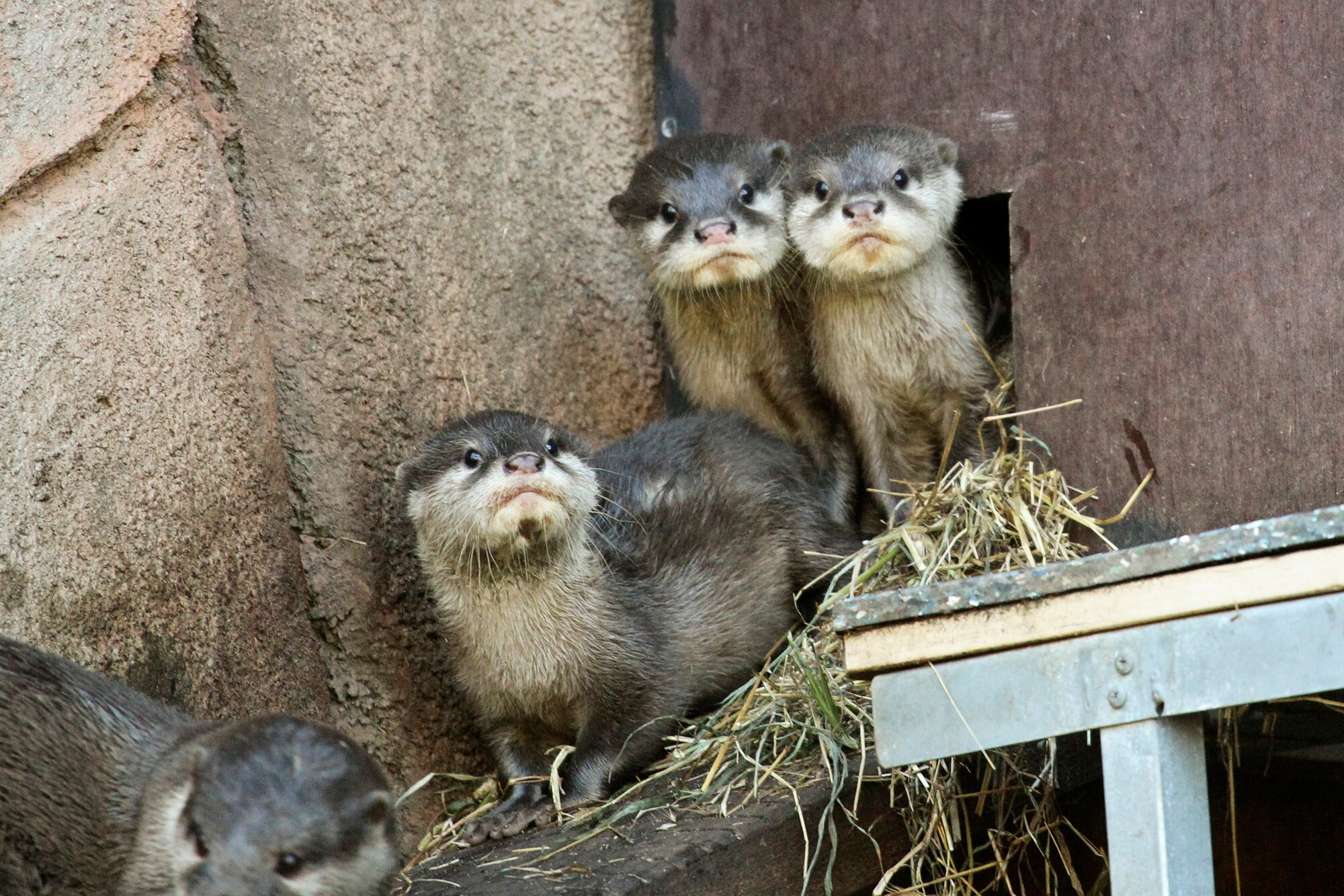 Vets check first otters born in decades at Perth Zoo - ABC News