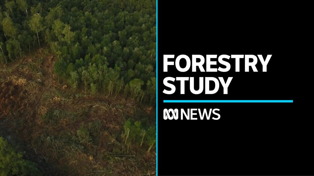 Research finds young forests more prone to high-severity bushfires ...