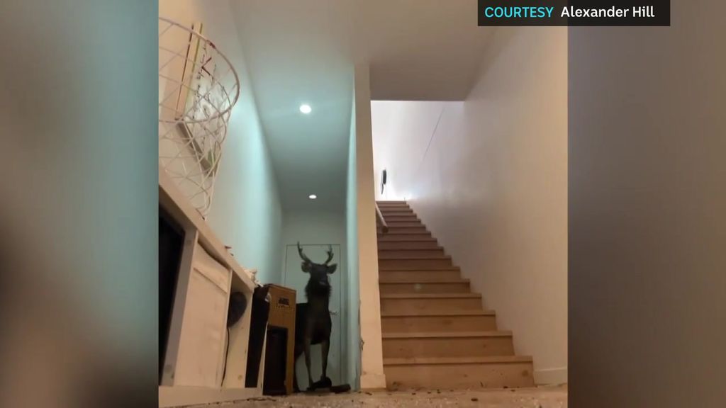 Deer breaks into house in Victoria - ABC News