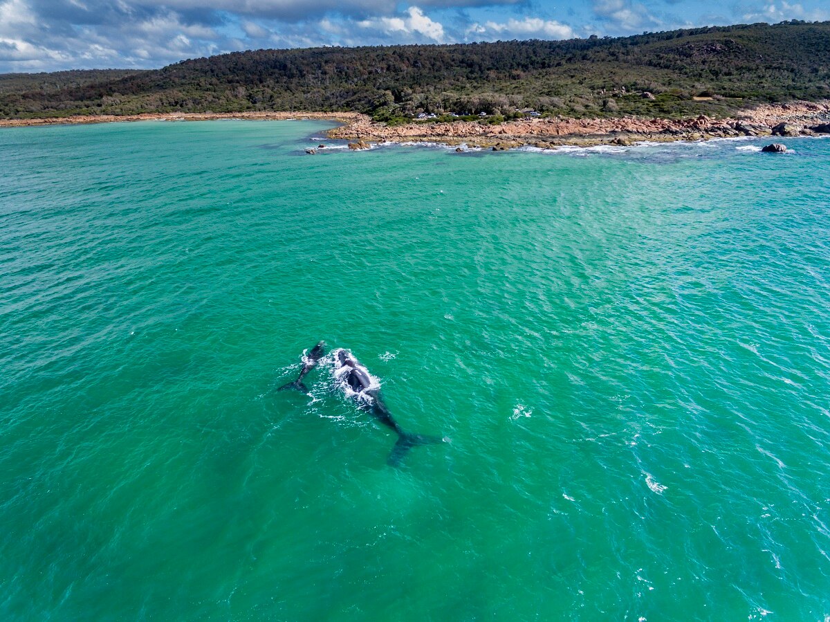 Snot and blubber of interest to WA whale research group as whale ...