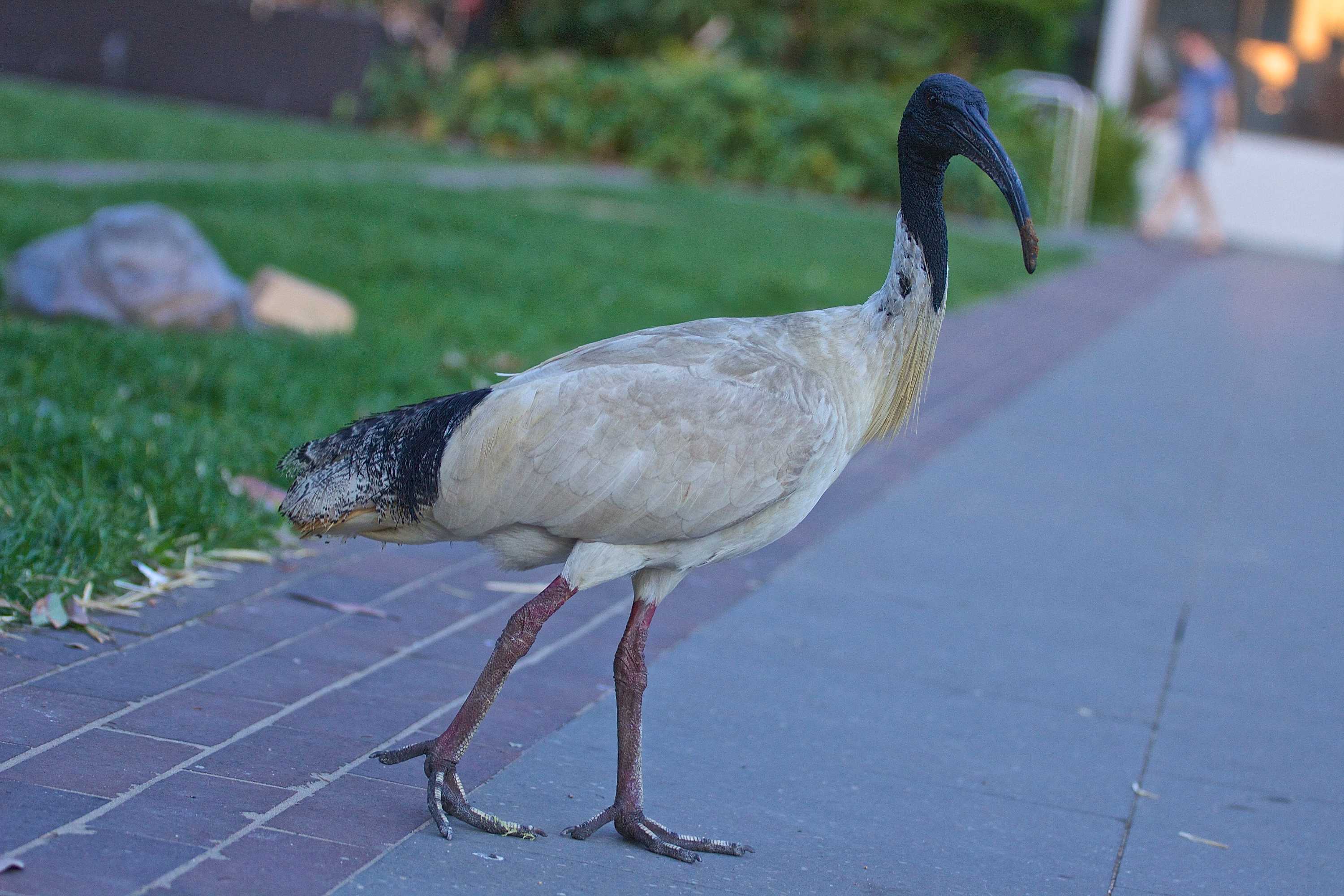 Bin chickens, environmental envoys from a dry land - ABC listen