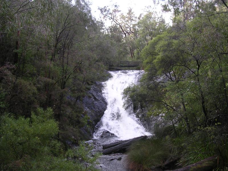 WA-grown hop Beedelup takes root in craft brewing, recognising state's ...