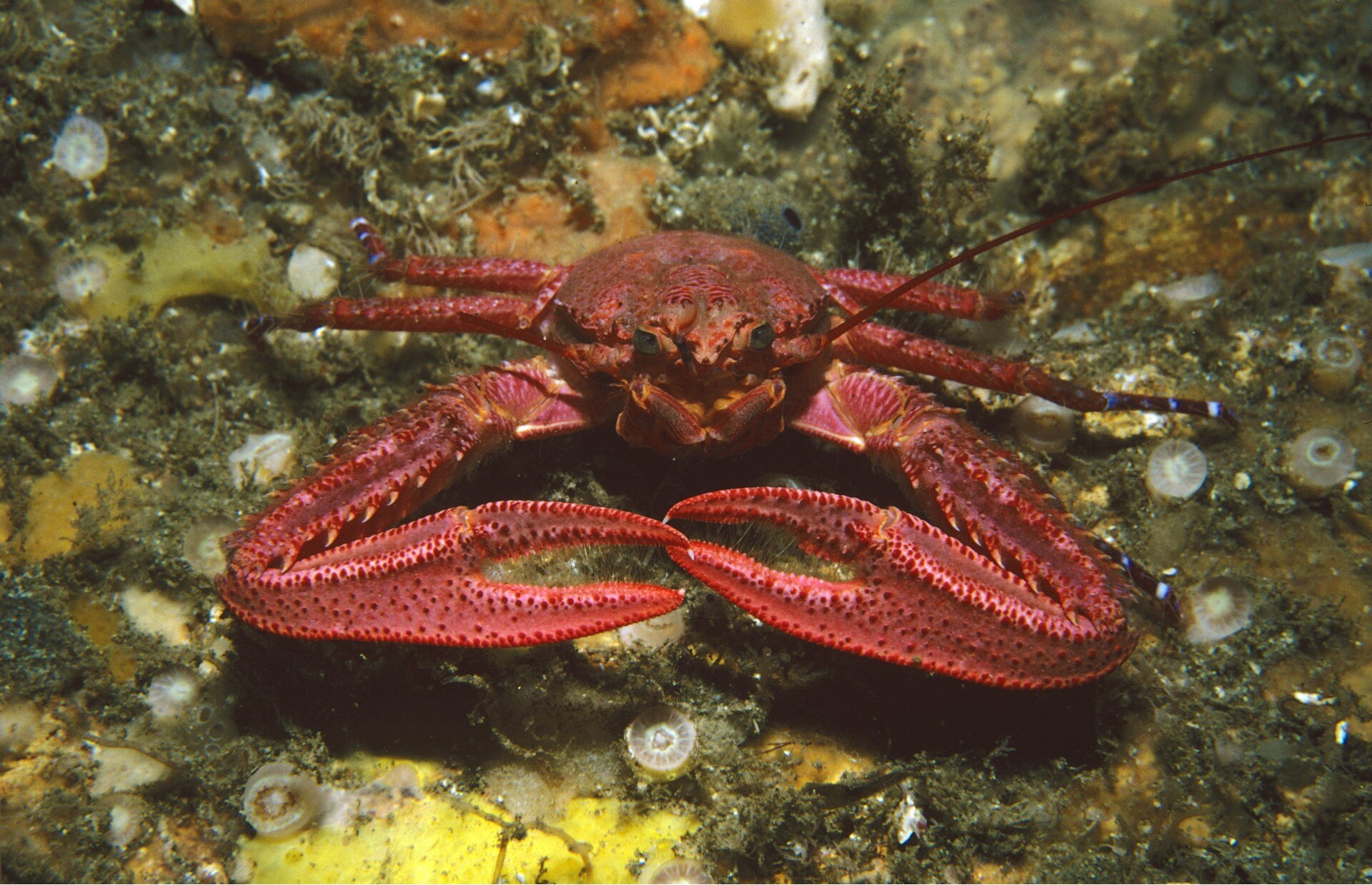 Why crustaceans keep evolving to look like crabs, and how to tell 'true ...