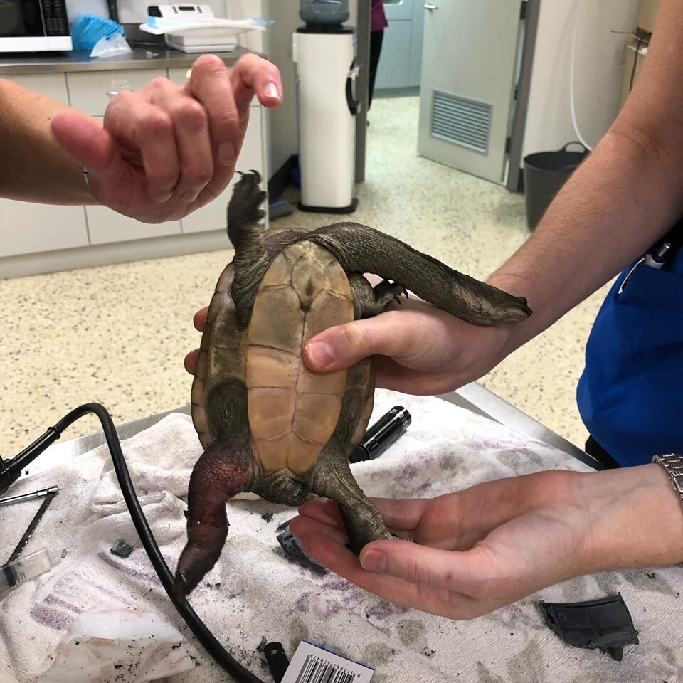 Footloose the turtle saved from grim fate after being found trapped in ...