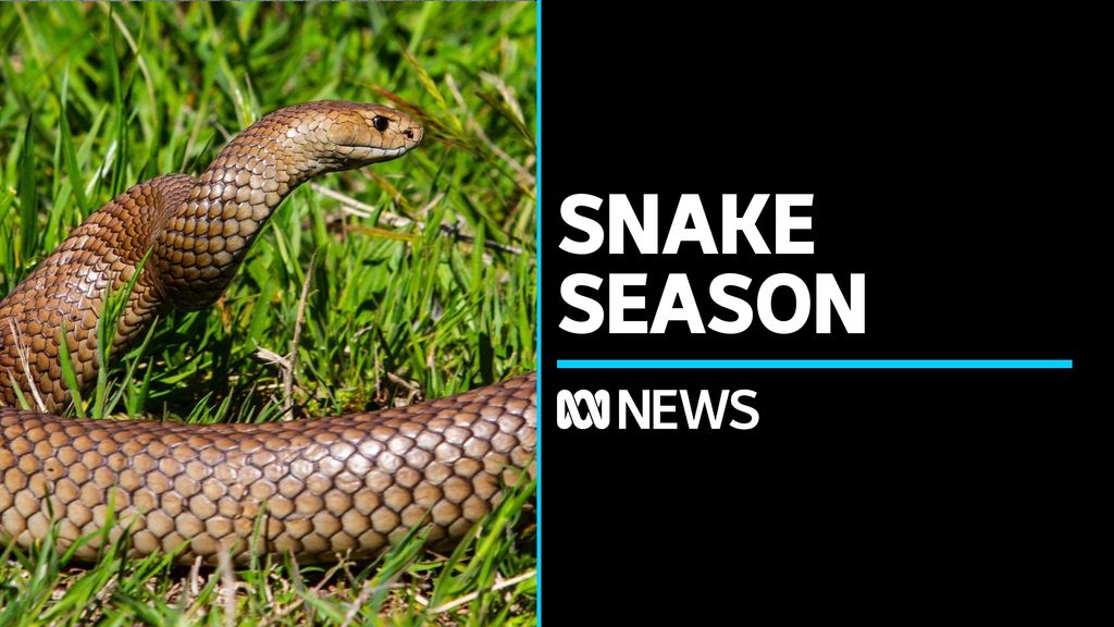 Calls for vigilance as snake season begins - ABC News