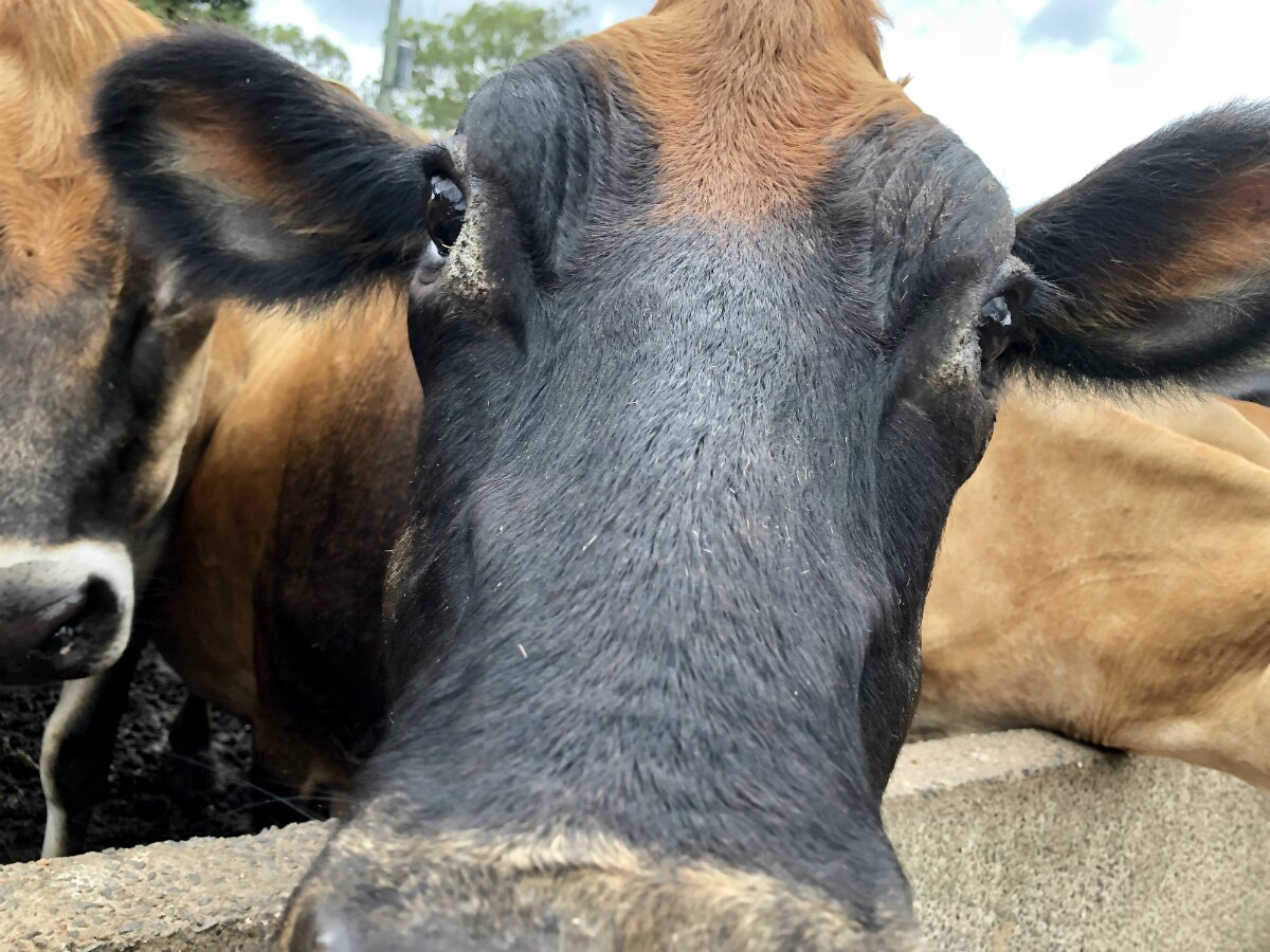 A blind cow, camping and tours — award-winning family dairy shares its ...