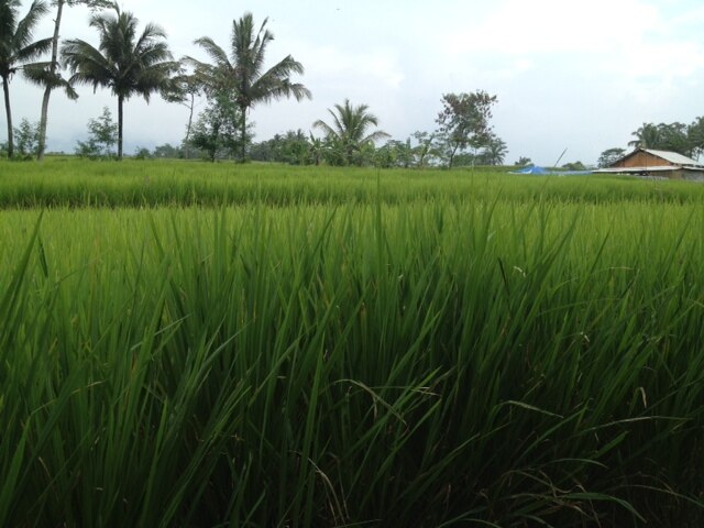Revolutionary rice farmers reach global market - ABC News