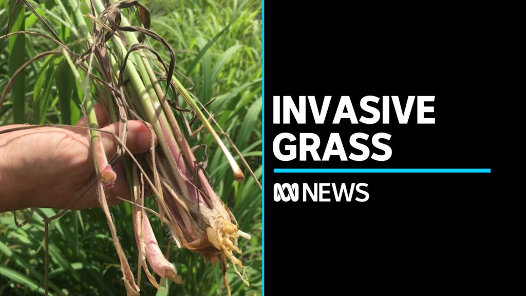 Top End calls for more support to combat invasive gamba grass - ABC News