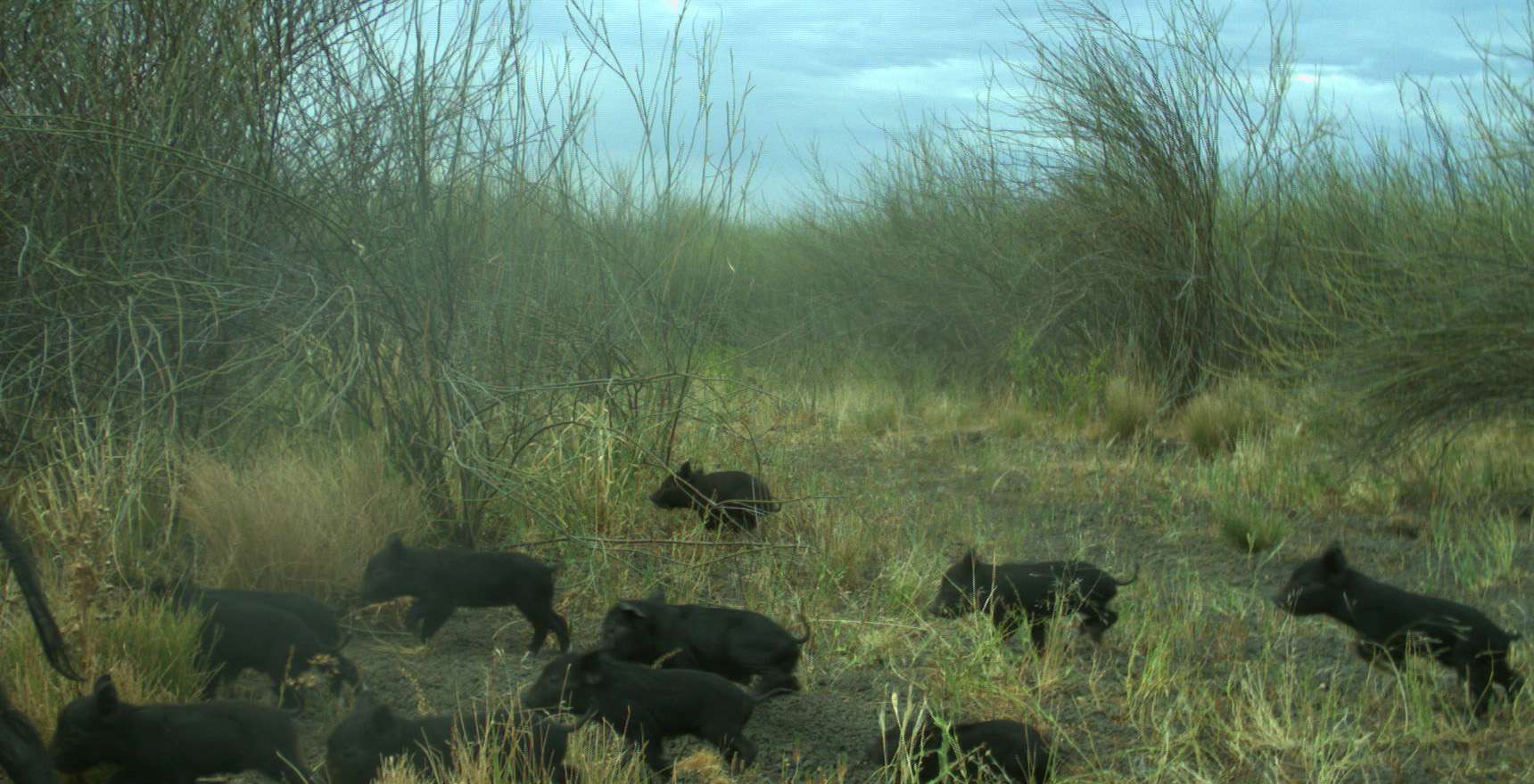 Thousands of feral pigs shot during aerial cull across 750,000 hectares ...