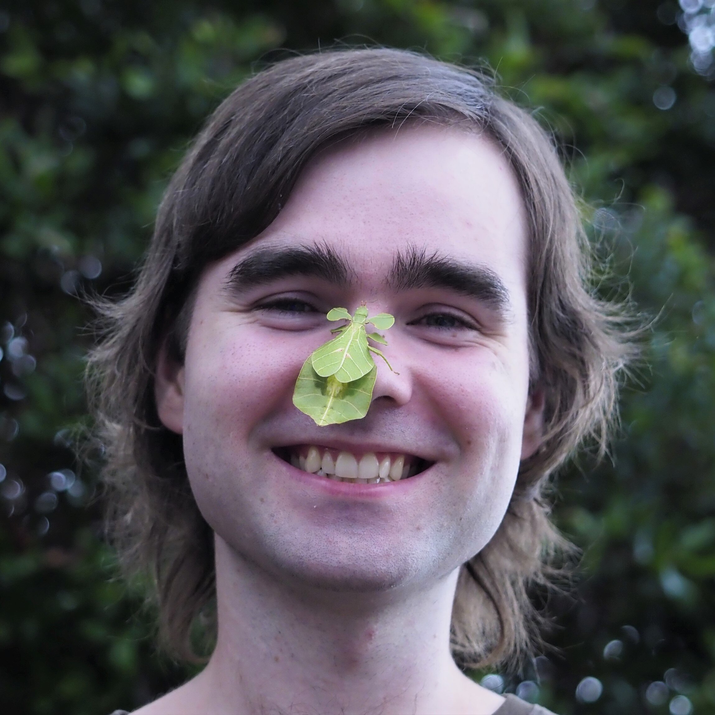 Ultra-rare 'punk ant' with Sid Vicious-like mohawk photographed in Far ...