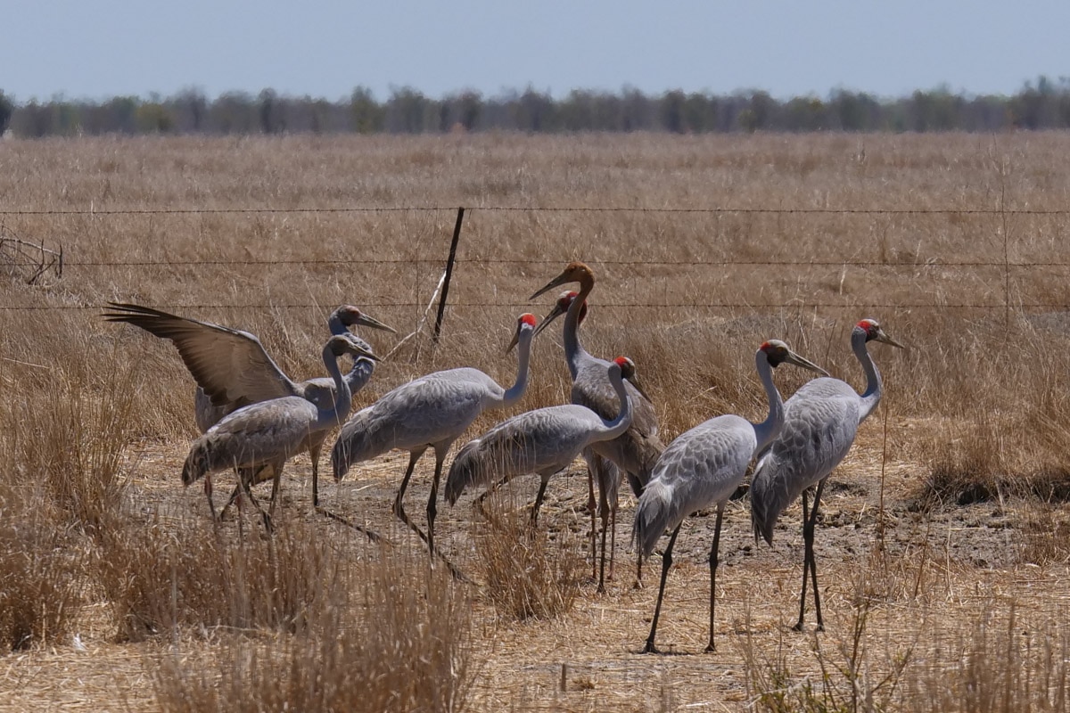Brolgas and sarus cranes create hybrid species in Queensland’s Gulf ...
