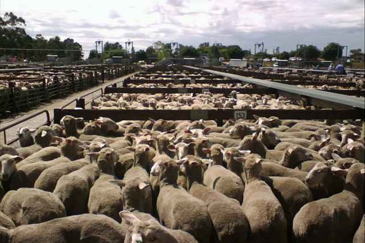 Biggest first cross ewe sale in the world - ABC News