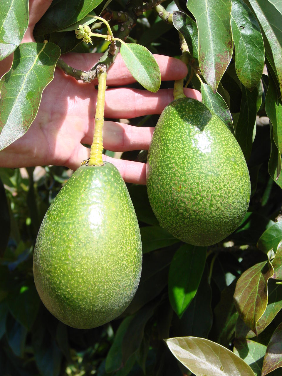 Hava Tassie avo - ABC News