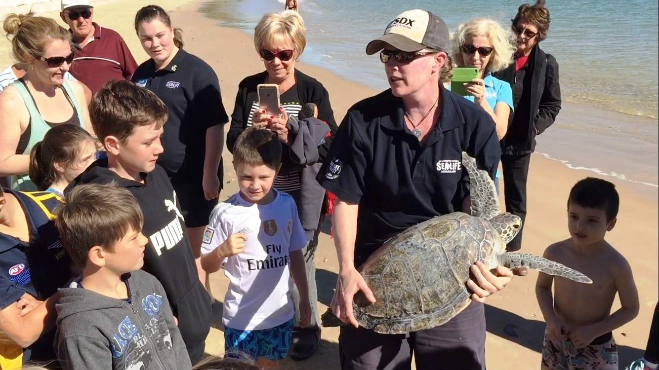 Freeing Neo: Green turtle released into Queensland waters after ...