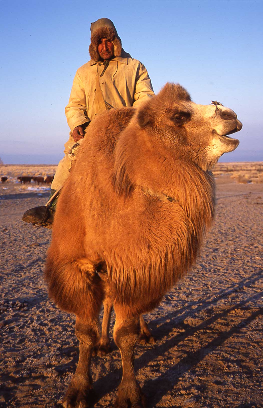 Tim Cope on the decline of nomadic life - ABC listen