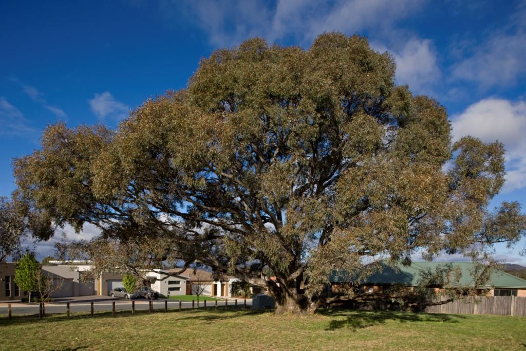National Tree Day: Celebrating Canberra's exceptional trees - ABC News